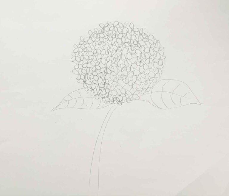 How to Draw a Hydrangea Easy With Depth Of Field - basicdraw.com